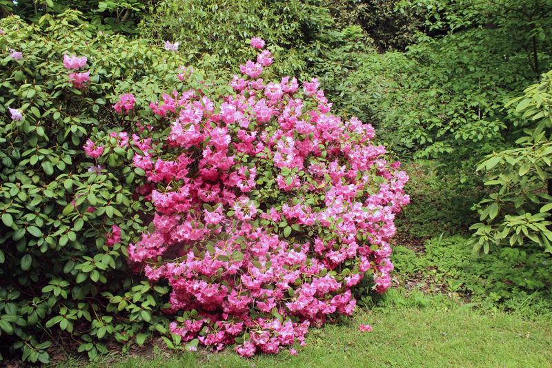 Rhododendron 'April Glow' in the Rhododendrons Database - Garden.org
