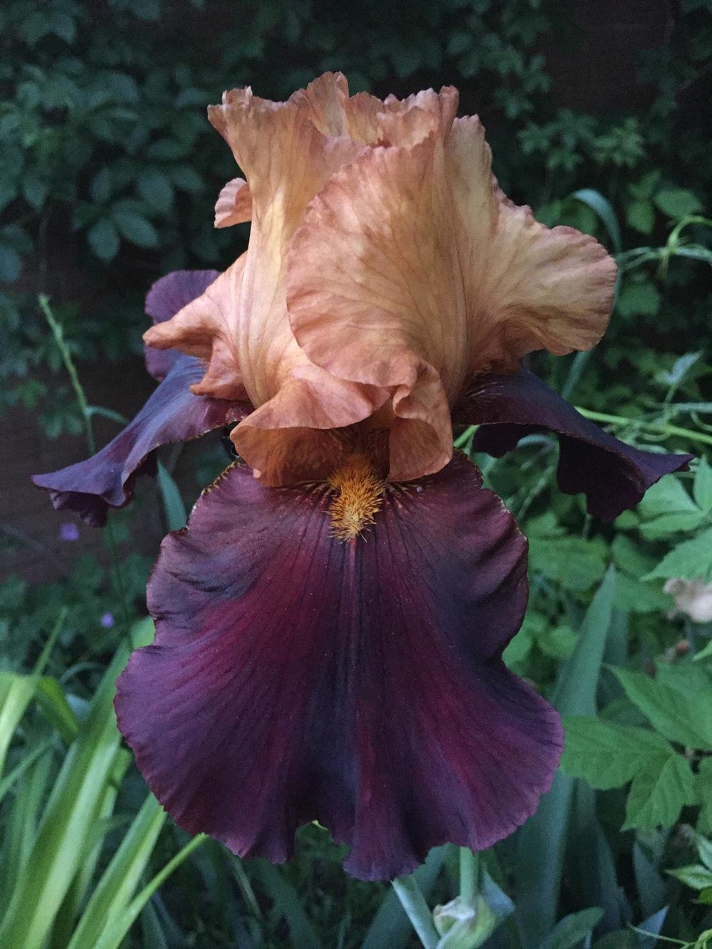 Photo of the bloom of Tall Bearded Iris (Iris 'Supreme Sultan') posted ...