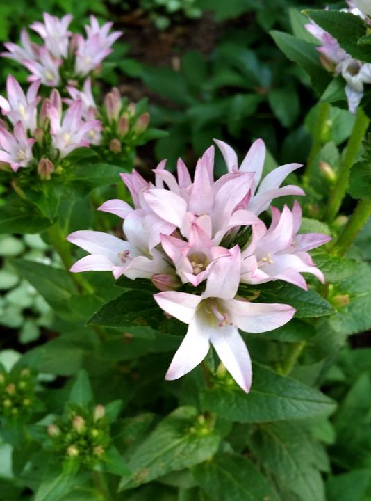 Clustered Bellflower (Campanula glomerata 'Emerald') in the Bellflowers ...
