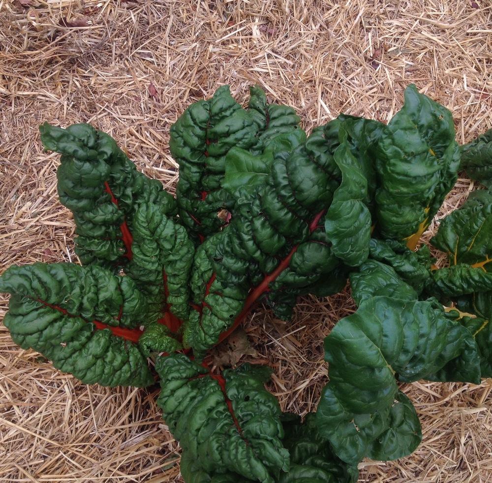 Swiss Chards: Plant Care and Collection of Varieties - Garden.org