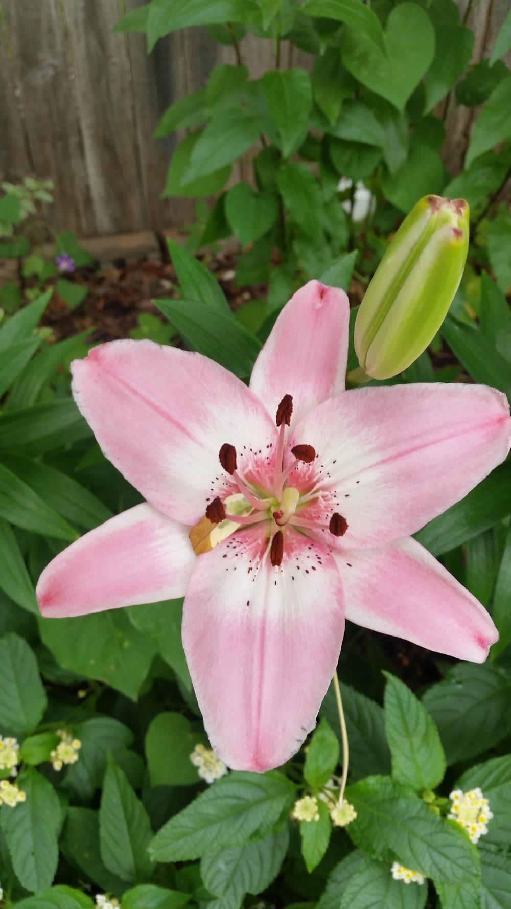 Photo of the bloom of Lily (Lilium 'Levi') posted by javaMom - Garden.org