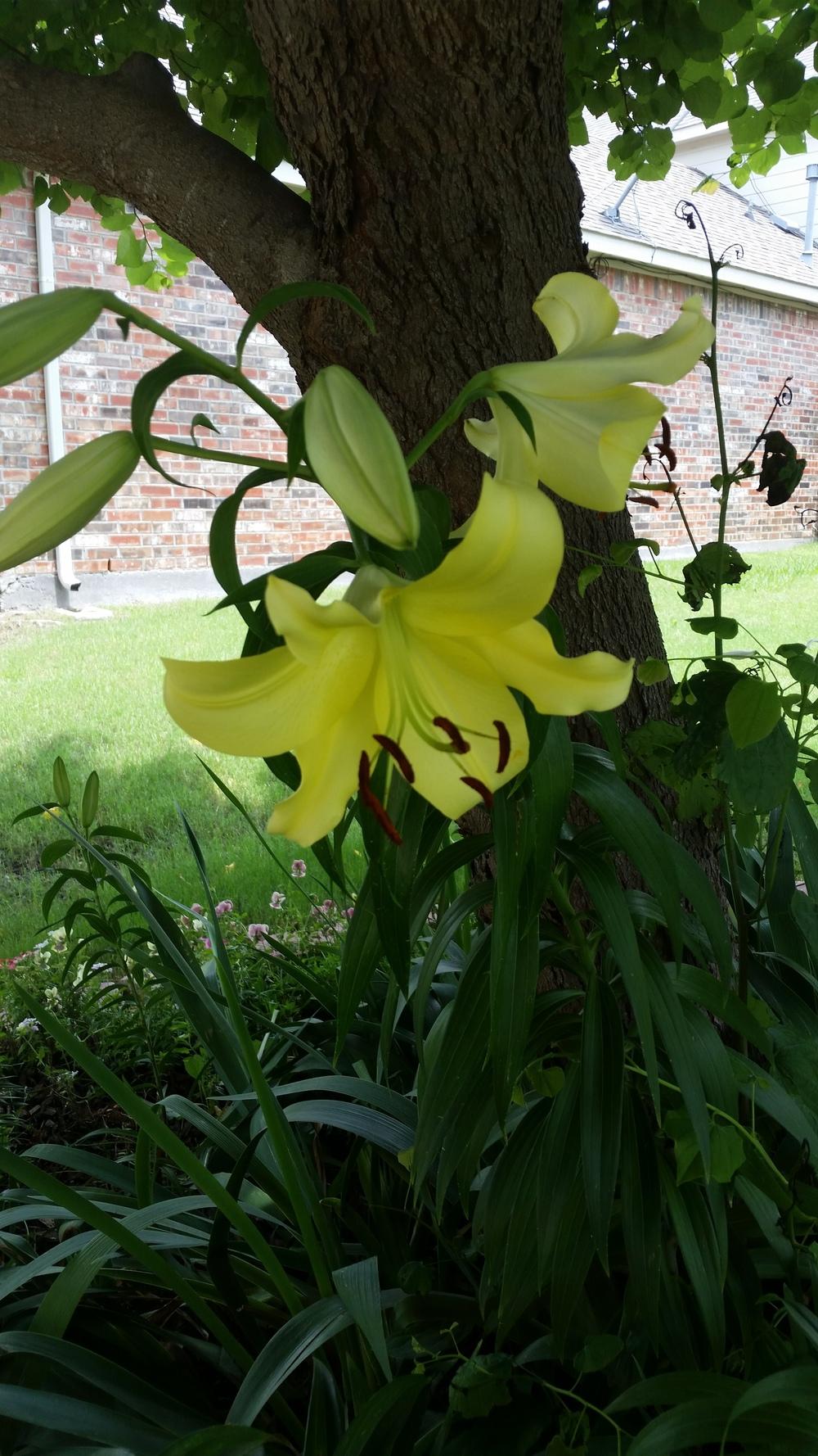 Photo of the bloom of Lily (Lilium 'Conca d'Or') posted by javaMom ...