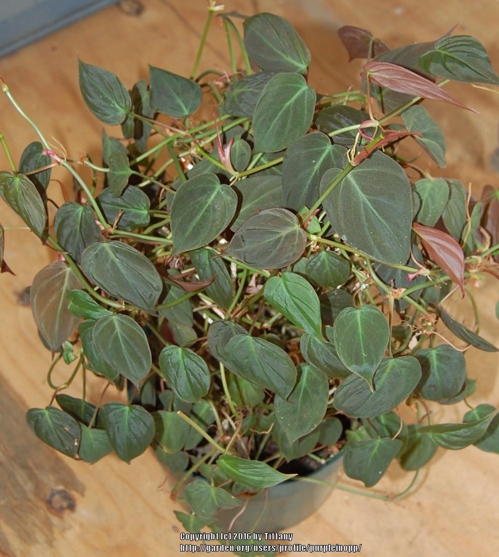 Photo of the leaves of Velvet Leaf Philodendron (Philodendron ...