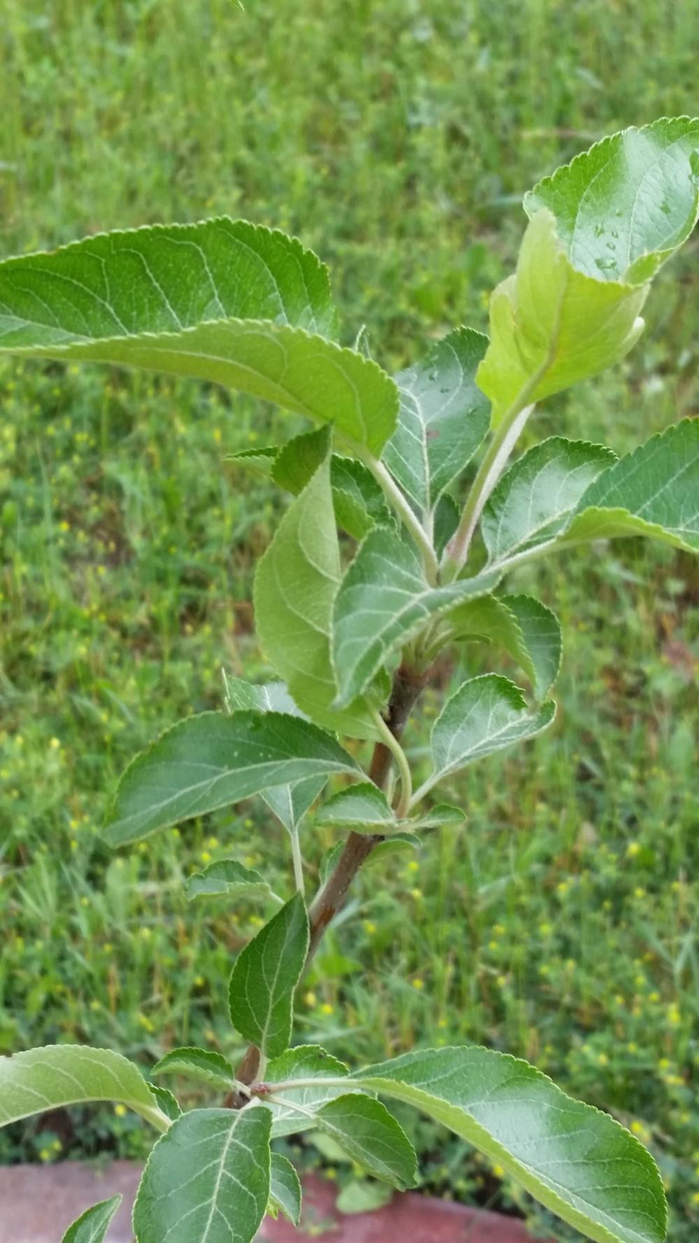 Flowering Crabapple (Malus 'Chestnut') in the Apples Database - Garden.org