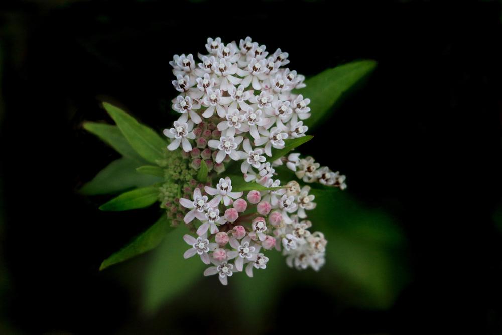 Texas milkweed (Asclepias texana) in the Milkweeds Database - Garden.org
