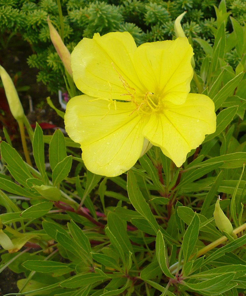 Photo of the bloom of Missouri Evening Primrose (Oenothera macrocarpa ...