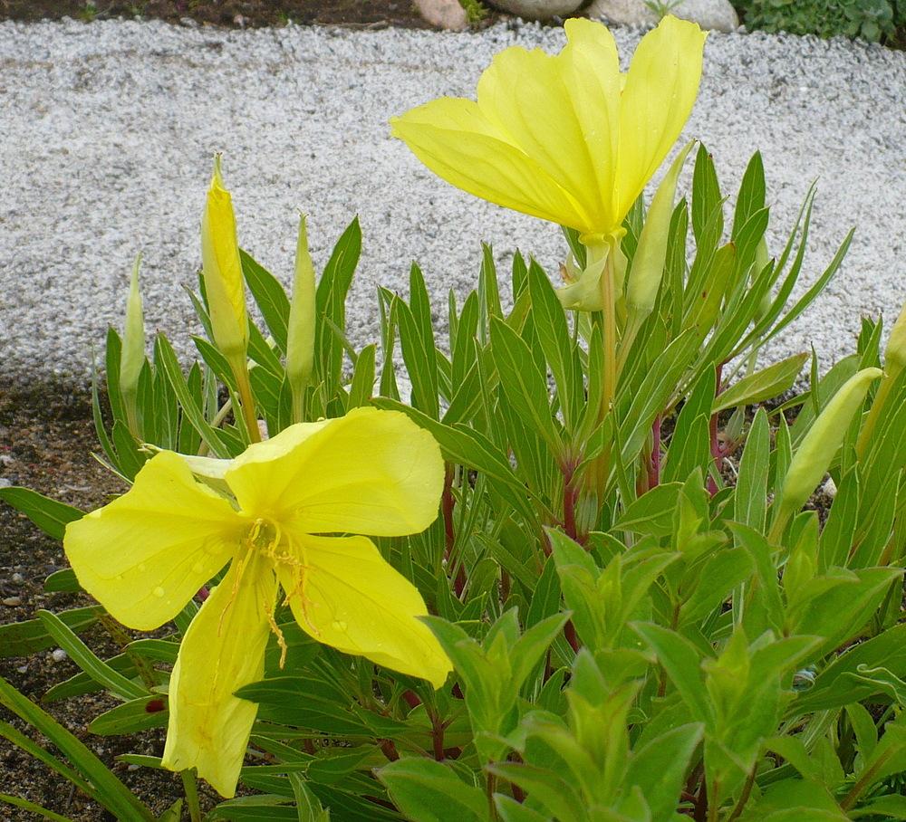 Photo of the bloom of Missouri Evening Primrose (Oenothera macrocarpa ...