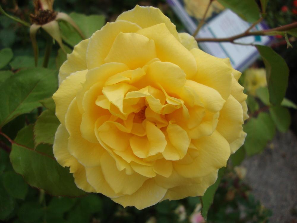 Photo of the bloom of Rose (Rosa 'Ch-Ching!') posted by Paul2032 ...