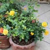 Photo of the bloom of Rose (Rosa 'Julia Child') posted by Skiekitty ...