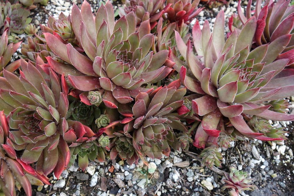 Hens and Chicks (Sempervivum 'Round Robin') in the Sempervivum Database ...