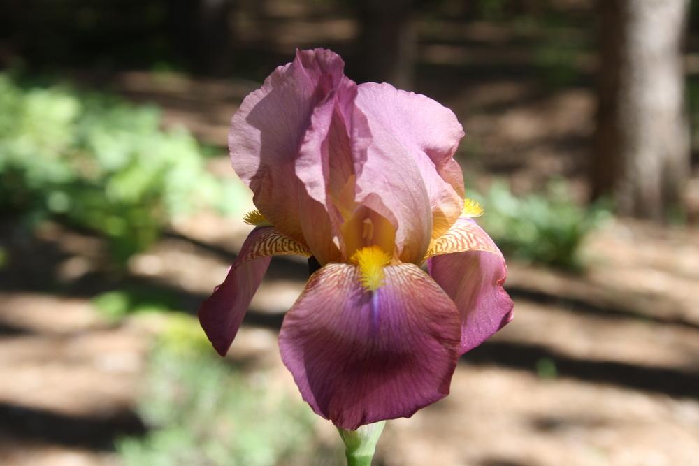 Tall Bearded Iris (Iris 'Alpine Glow') in the Irises Database - Garden.org
