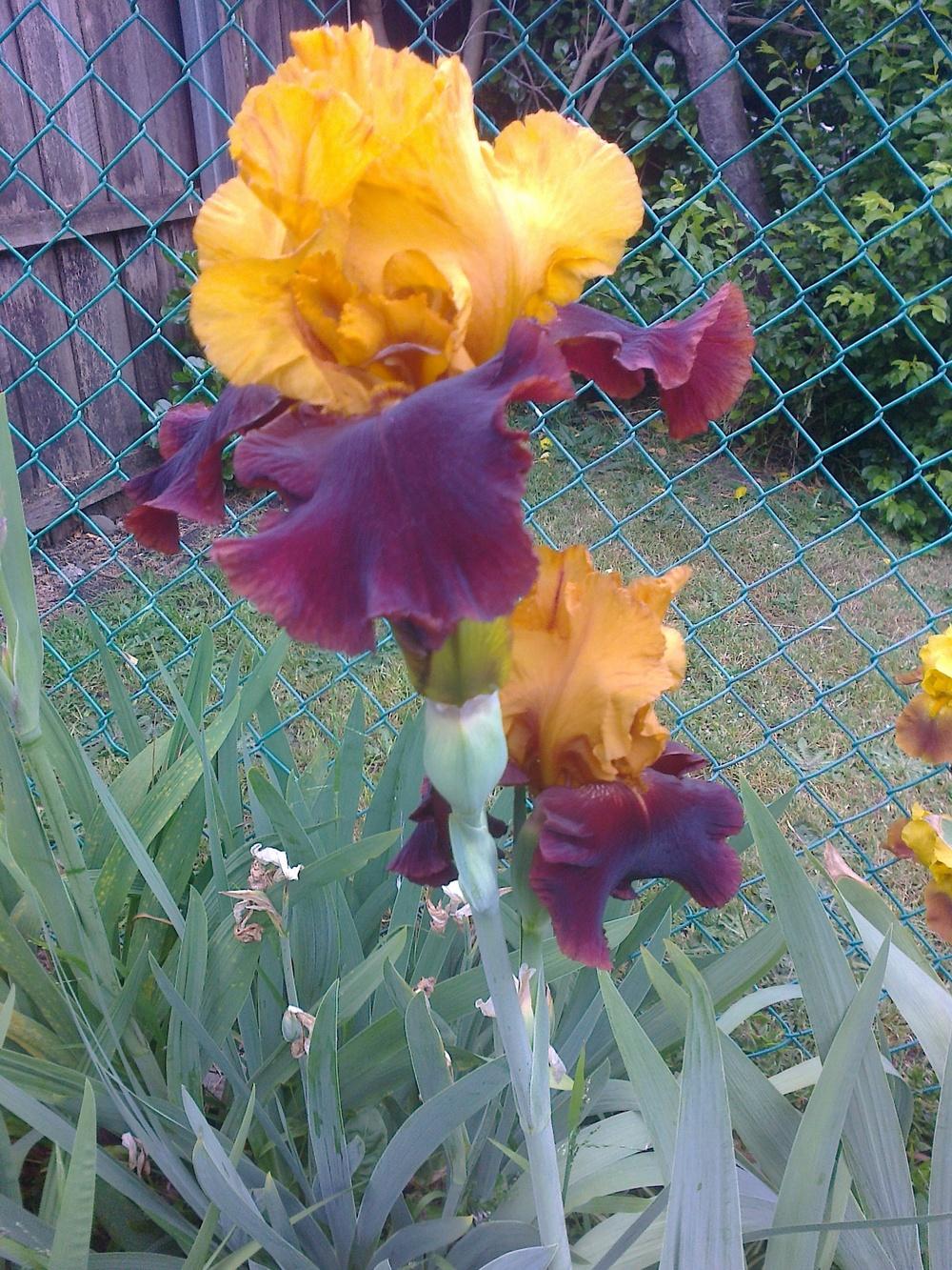 Photo of the bloom of Tall Bearded Iris (Iris 'Supreme Sultan') posted ...