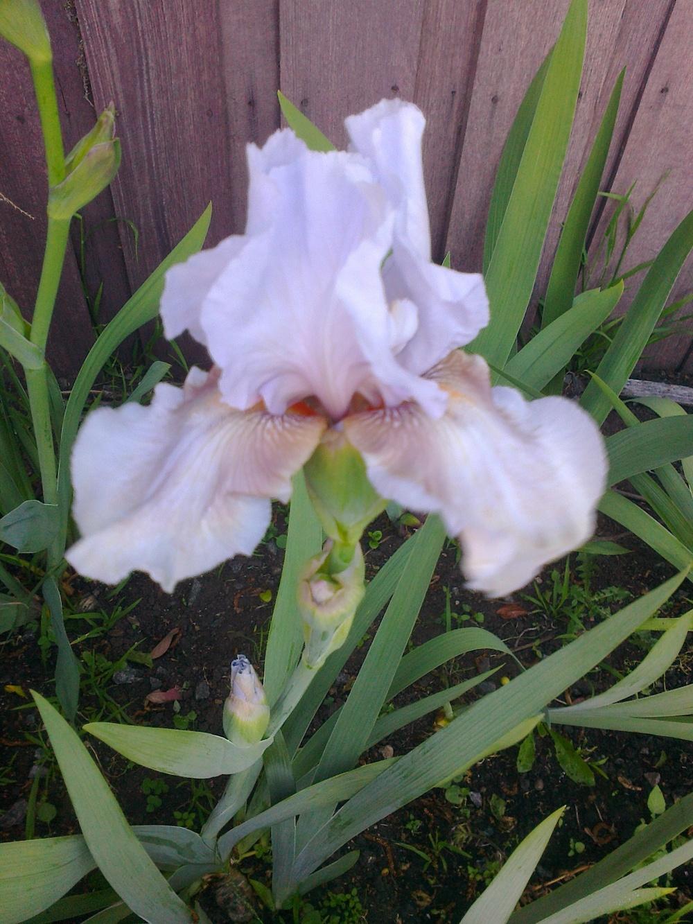 Tall Bearded Iris (Iris 'Silk Sari') in the Irises Database - Garden.org