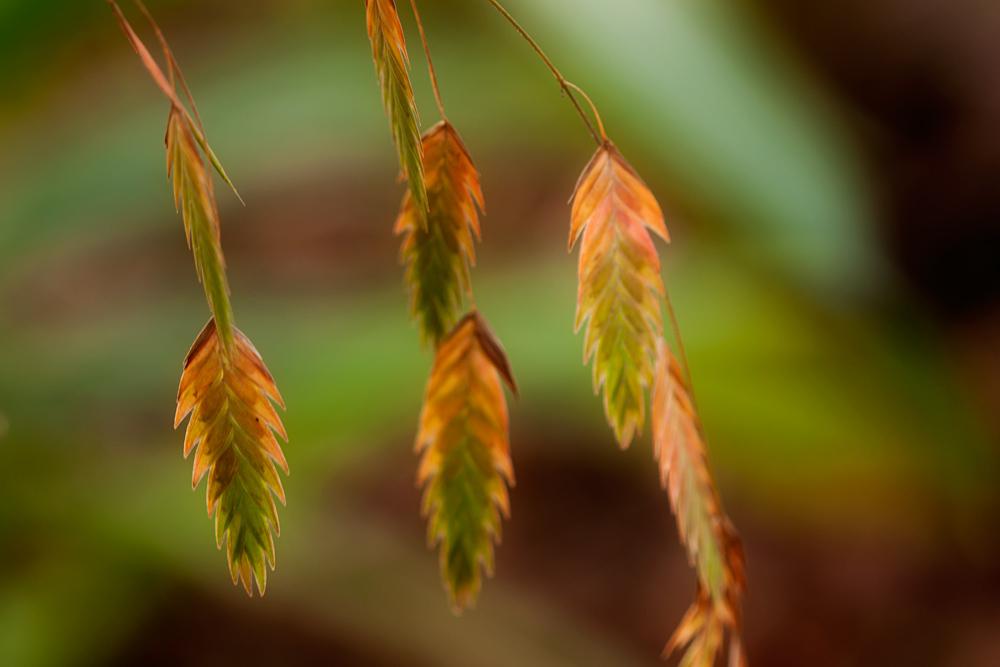 Northern Sea Oats (Chasmanthium latifolium) - Garden.org