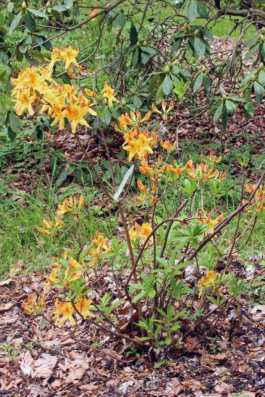 Azalea (Rhododendron 'Golden Flare') in the Rhododendrons Database ...