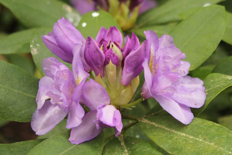 Double-Flowered Rhododendron (Rhododendron 'Fastuosum Flore Pleno') in ...