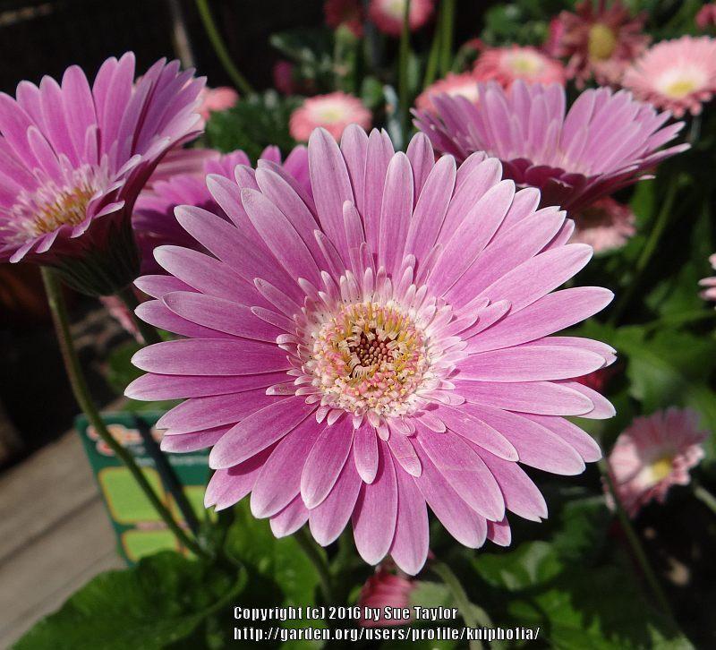 Gerbera Garvinea® Sweet Heart - Garden.org