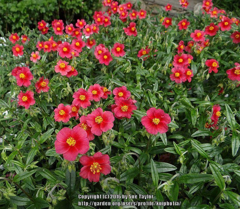 Photo of the bloom of Rock Rose (Helianthemum 'Ben Ledi') posted by ...