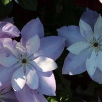 Photo of the bloom of Clematis Reflections™ posted by skylark - Garden.org