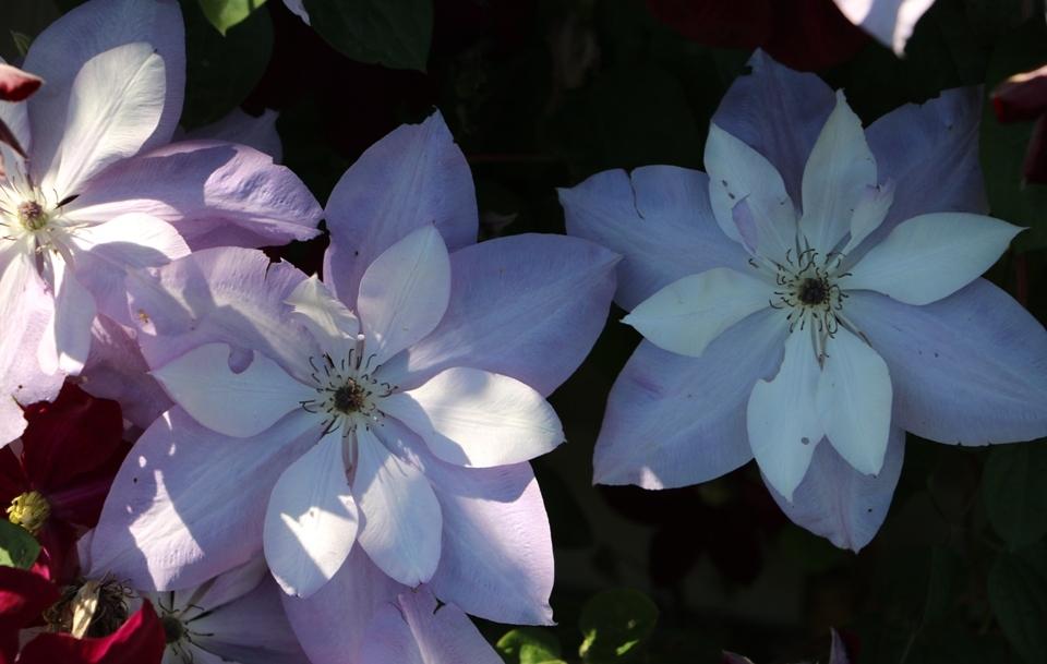 Photo of the bloom of Clematis Reflections™ posted by skylark - Garden.org