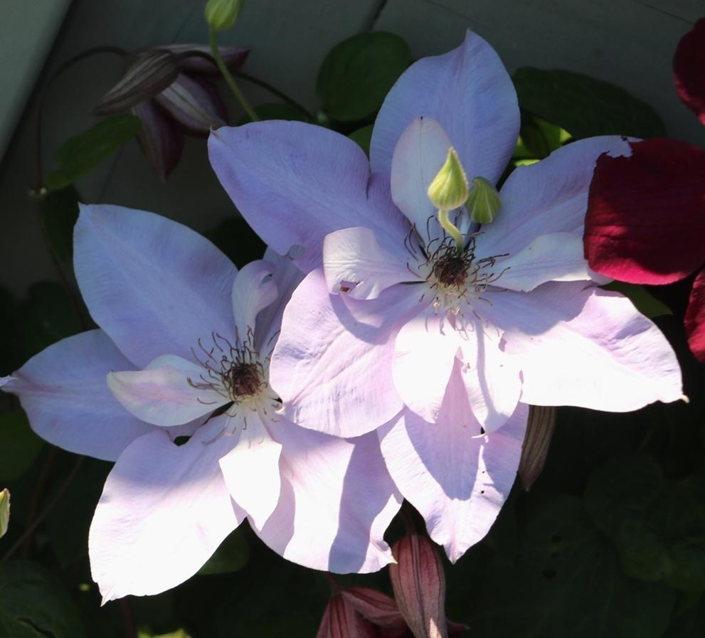 Clematis Reflections™ in the Clematis Database - Garden.org