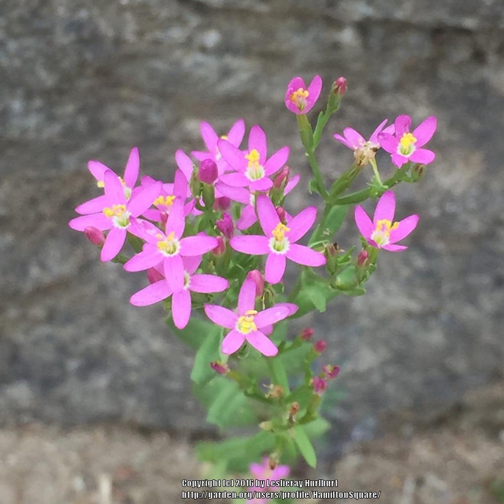 Centaury (Zeltnera calycosa) - Garden.org