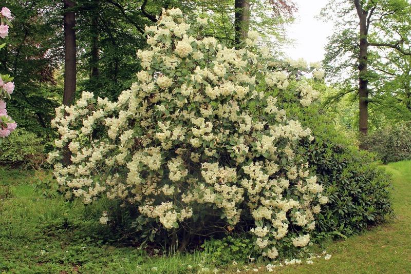 Rhododendron 'Gladys Rose' in the Rhododendrons Database - Garden.org