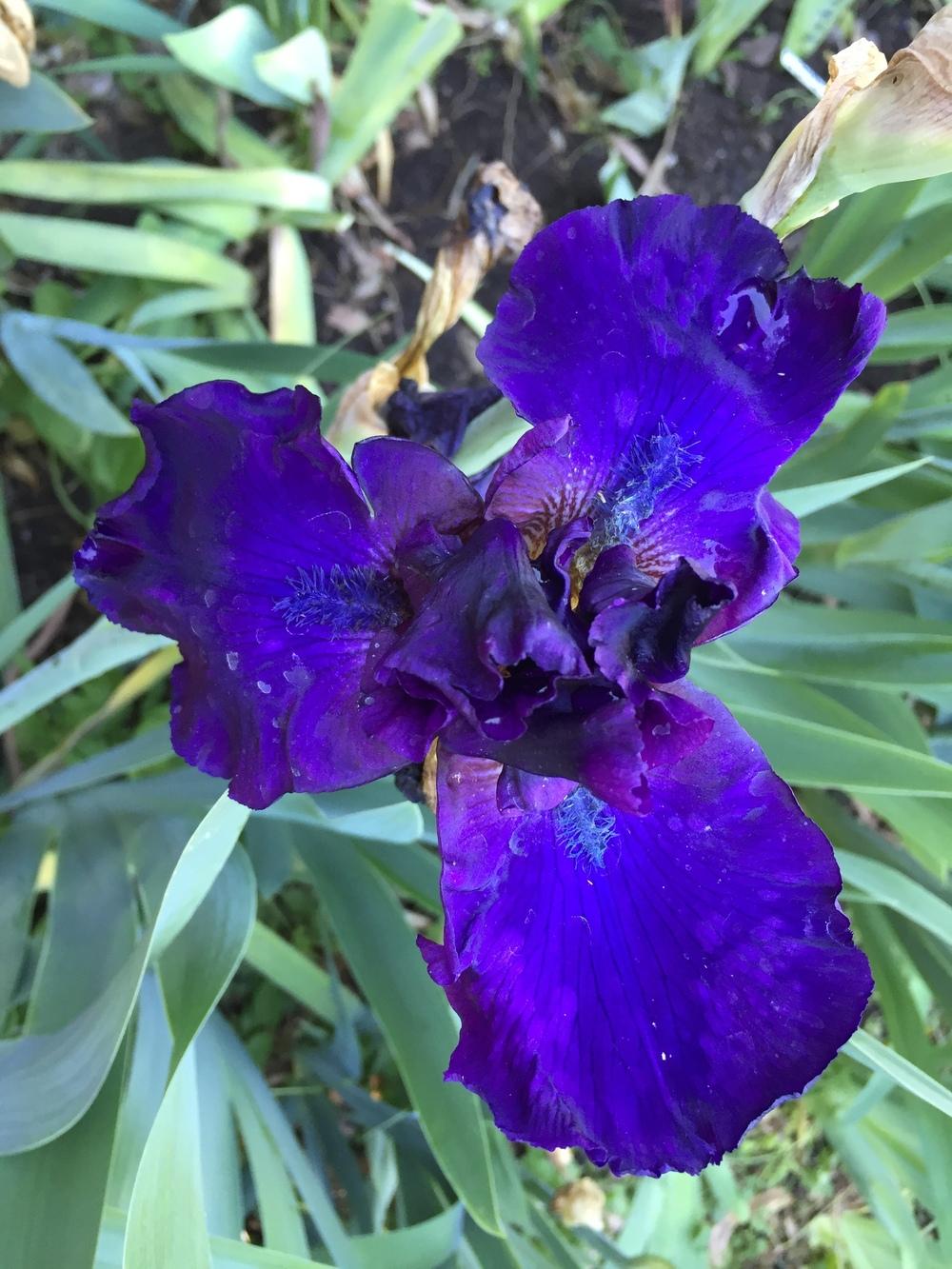 Photo of the bloom of Tall Bearded Iris (Iris 'Berry Fulfilling ...
