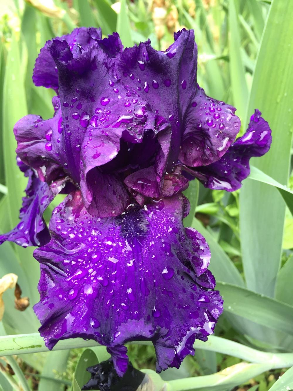 Photo of the bloom of Tall Bearded Iris (Iris 'Berry Fulfilling ...