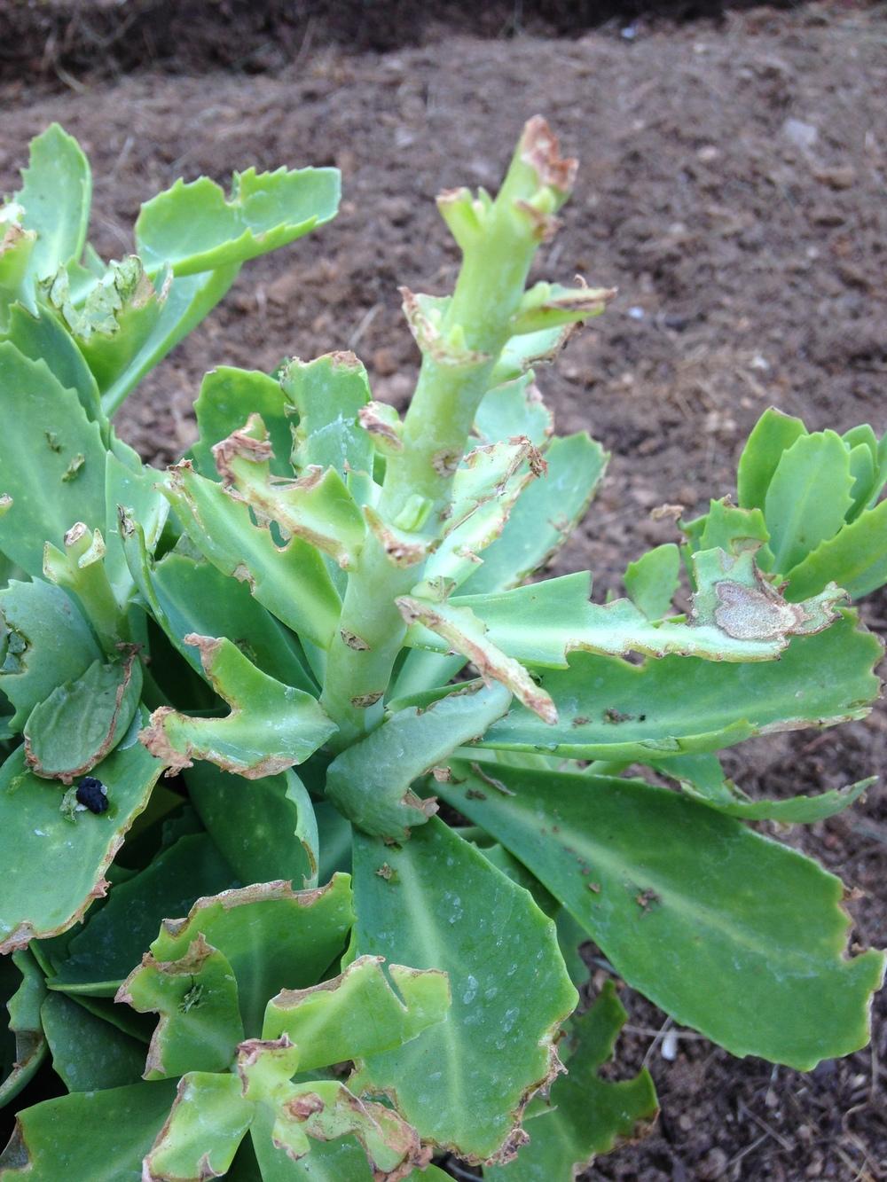 Problem with my sedums in the Sedum forum - Garden.org