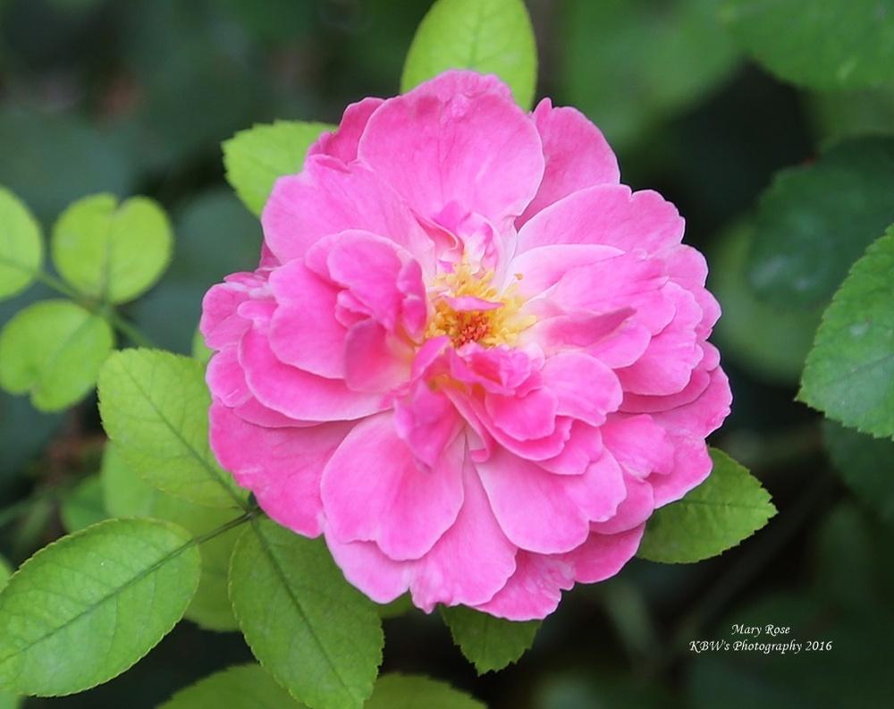 My Roses in Burning Heat: in the Roses forum - Garden.org