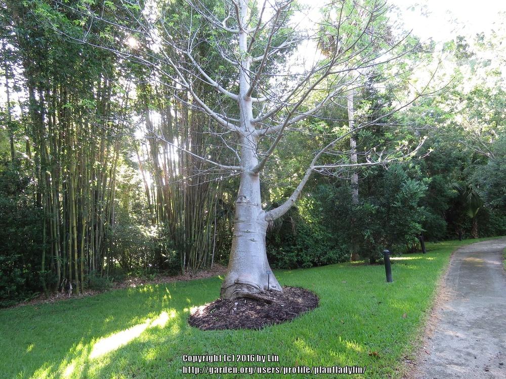 Boab (Adansonia gregorii) - Garden.org