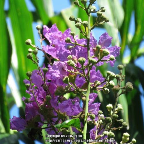 Queen's Crape Myrtle (Lagerstroemia speciosa) in the Crepe Myrtles ...