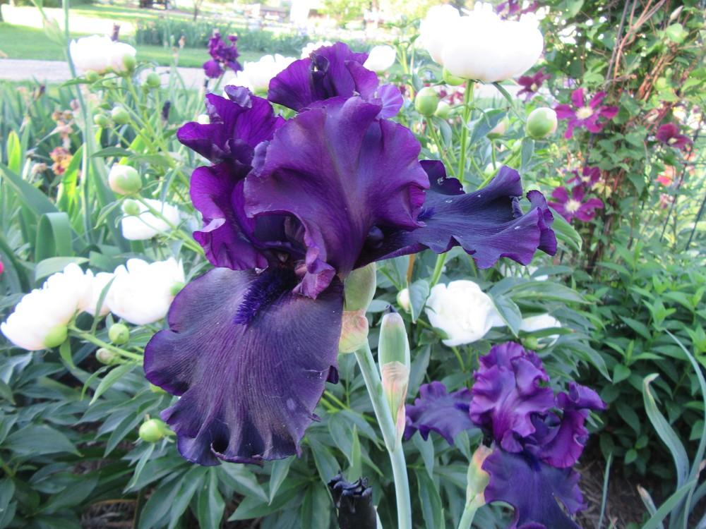 Photo of the bloom of Tall Bearded Iris (Iris 'Raven Girl') posted by ...