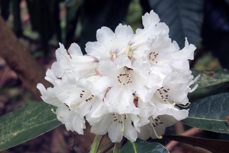 Rhododendron (Rhododendron rex) in the Rhododendrons Database - Garden.org