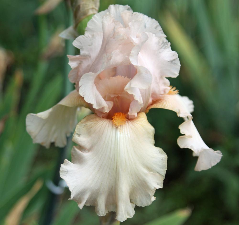 Tall Bearded Iris (Iris 'Passion Play') in the Irises Database - Garden.org