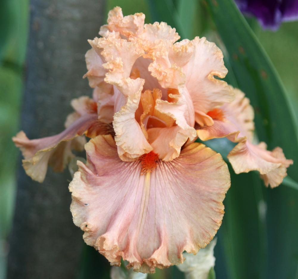 Tall Bearded Iris (Iris 'Maria Malibran') in the Irises Database ...