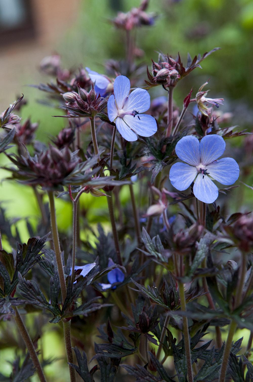 Geranium (Geranium pratense 'Black Beauty') in the Geraniums Database ...