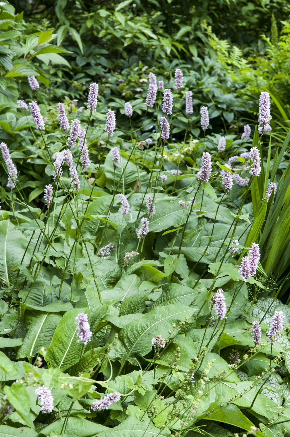 Photo of the entire plant of Bistort (Bistorta officinalis subsp ...