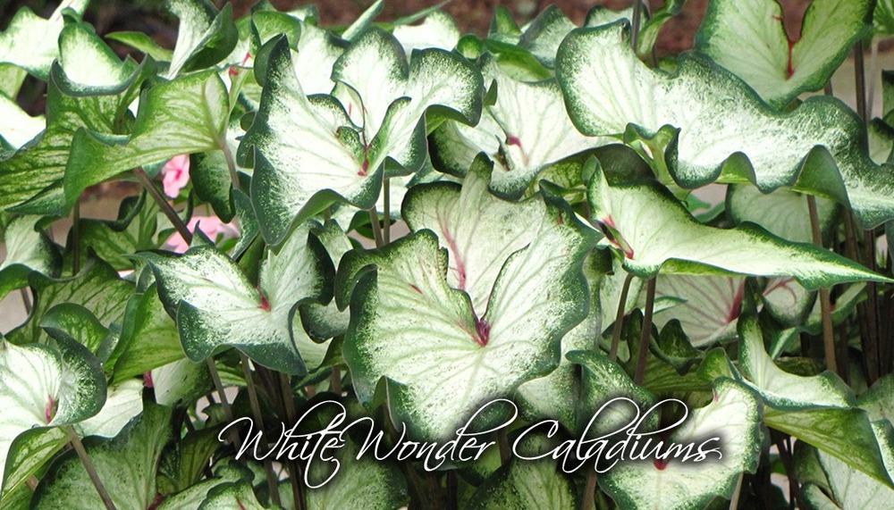 Photo of the entire plant of Strap-Leaf Caladium (Caladium Heart to ...