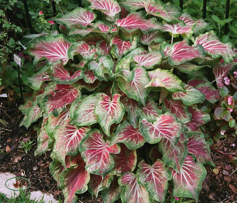 Photo of the entire plant of Lance-leaf Caladium (Caladium 'Starburst ...