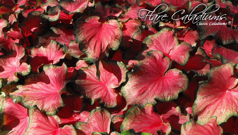 Lance-leaf Caladium (Caladium 'Flare') in the Caladiums Database ...