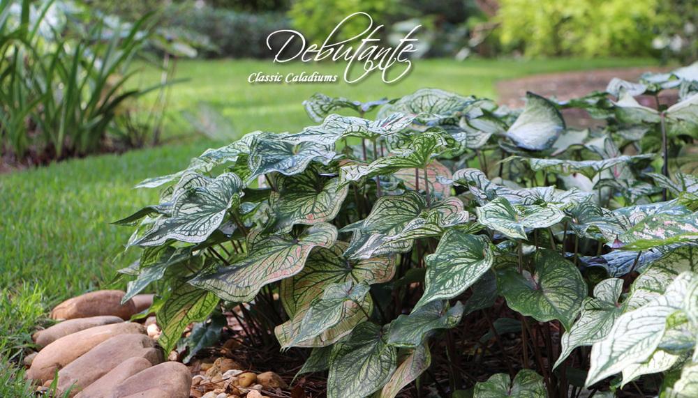 Photo of the entire plant of Lance-leaf Caladium (Caladium 'Debutante ...