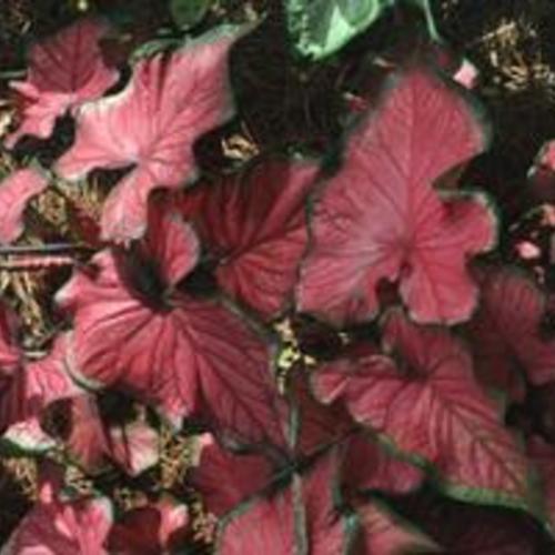 Lance-leaf Caladium (Caladium 'Red Glamour') in the Caladiums Database ...