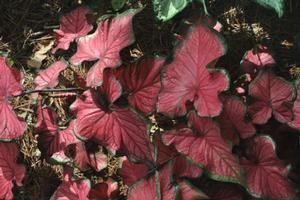 Lance-leaf Caladium (Caladium 'Red Glamour') in the Caladiums Database ...