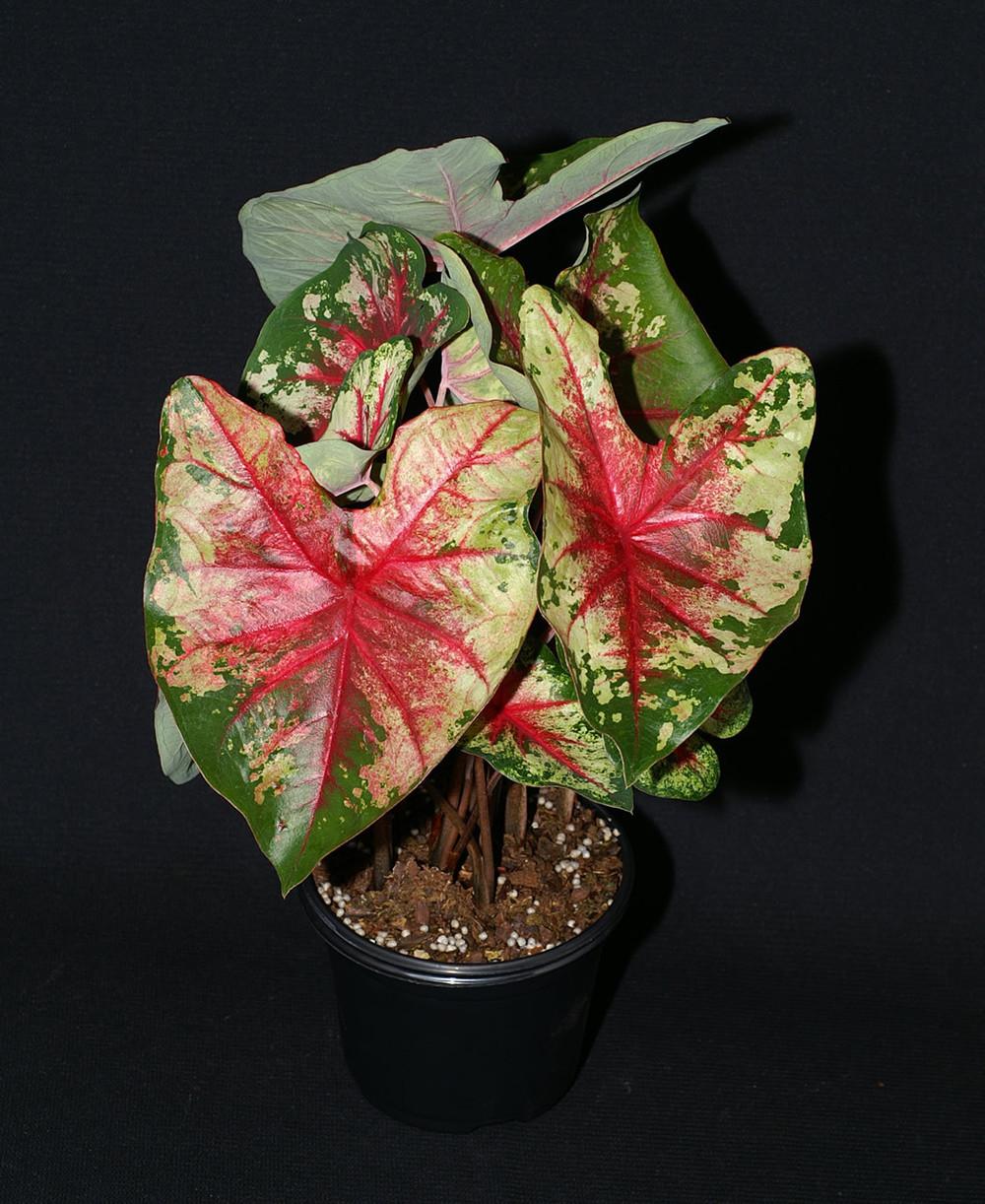 Fancy-leaf Caladium (Caladium 'Flatter Me') in the Caladiums Database ...