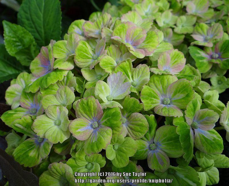 Photo of the bloom of Mophead Hydrangea (Hydrangea macrophylla Magical ...