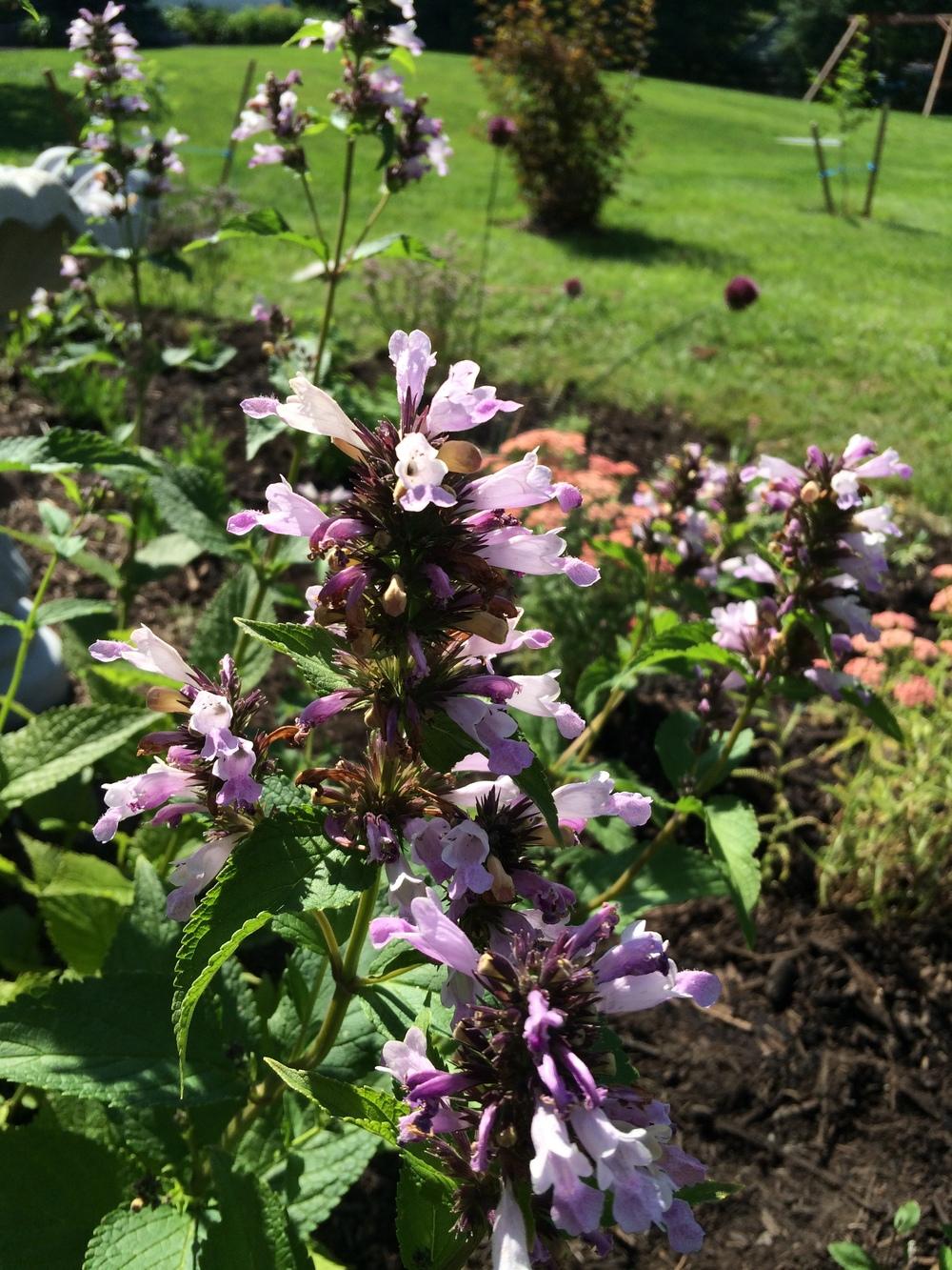 Photo of the entire plant of Catmint (Nepeta subsessilis 'Sweet Dreams ...
