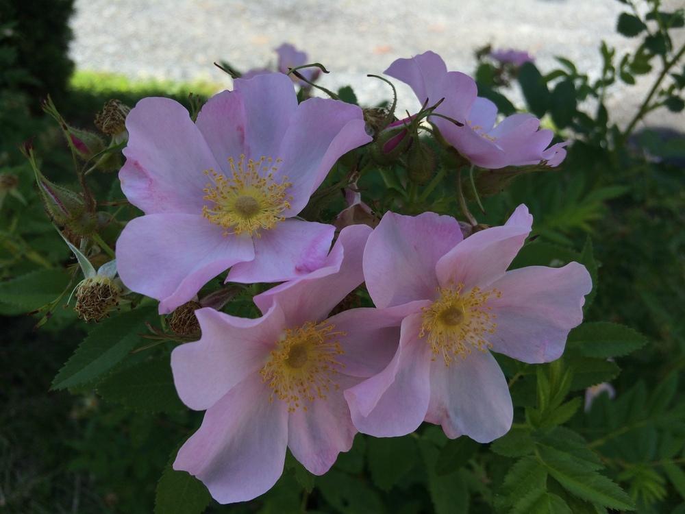 Photo of the bloom of Virginia Rose (Rosa virginiana) posted by ...