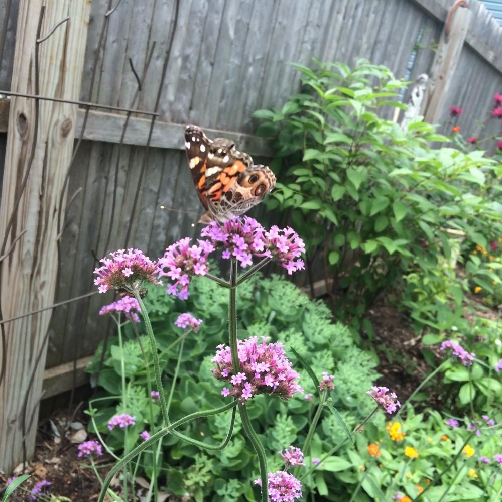 Photo of the entire plant of Tall Verbena (Verbena bonariensis) posted ...
